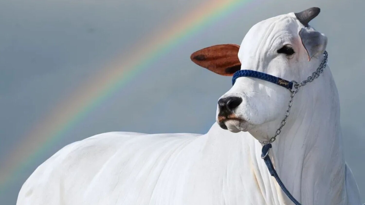 Vaca mais valiosa do mundo é brasileira e tem vida de luxo | Portal Massa