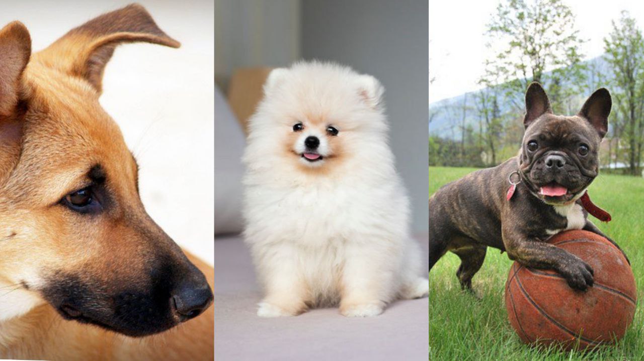 Cão caramelo? Saiba quais são as raças mais populares no Brasil ...