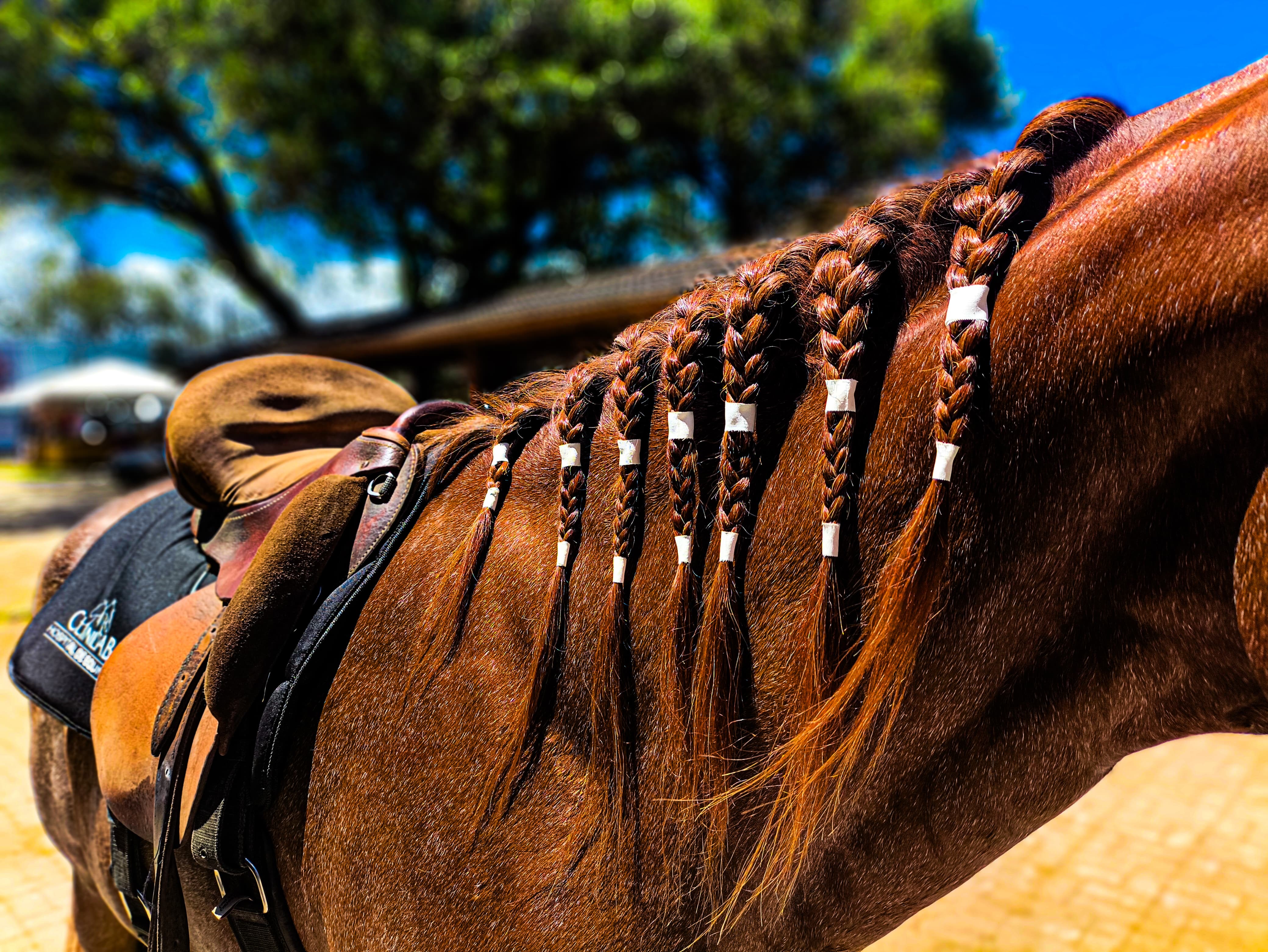 Entenda porquê os tratadores trançam a crina dos cavalos | Portal Massa