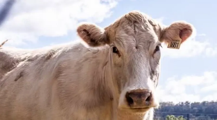 Vaca 'voadora' cai sobre teto de bar e causa prejuízo | Portal Massa
