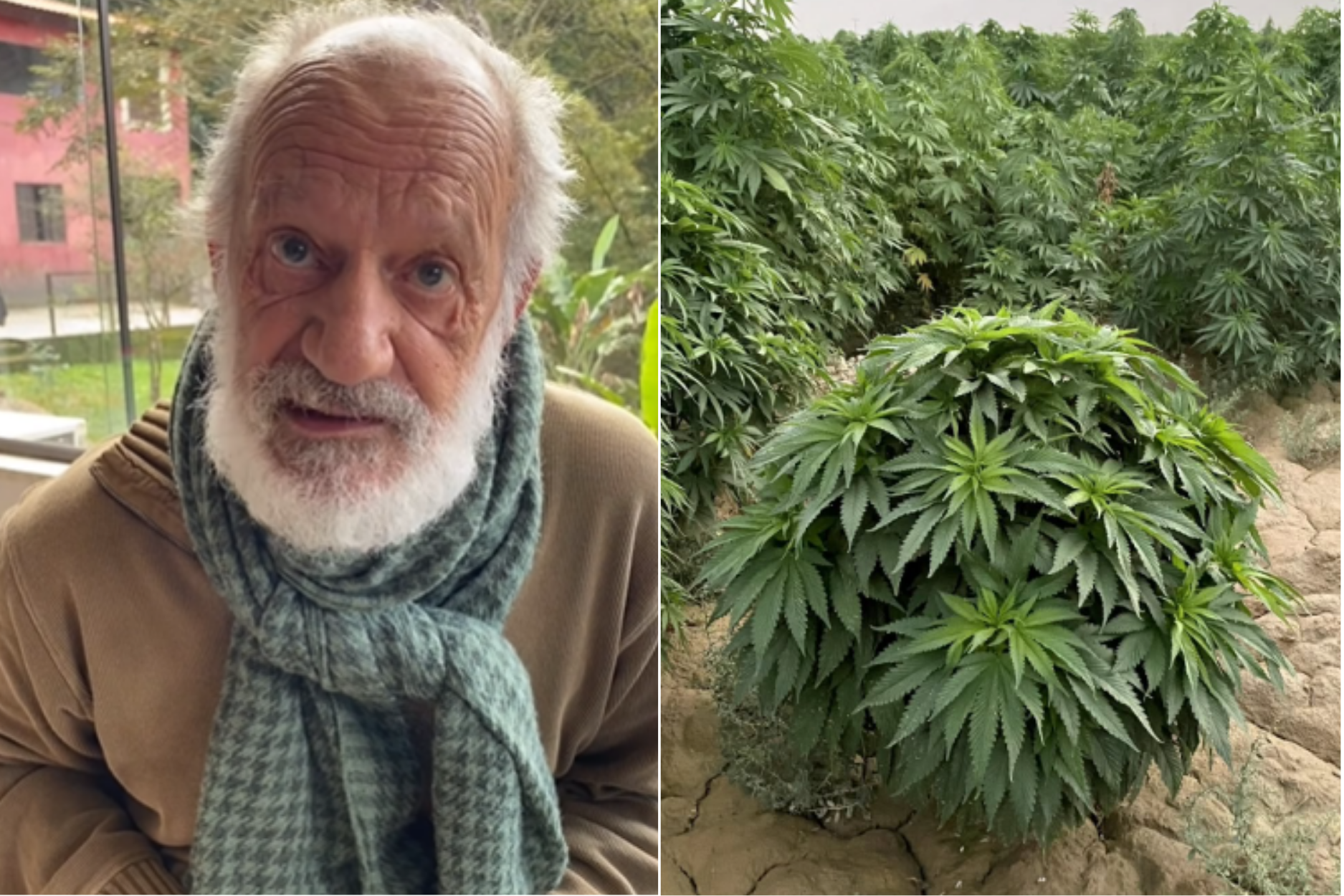Ex-ator global aposentado agora vive de cultivar maconha; veja | Portal ...