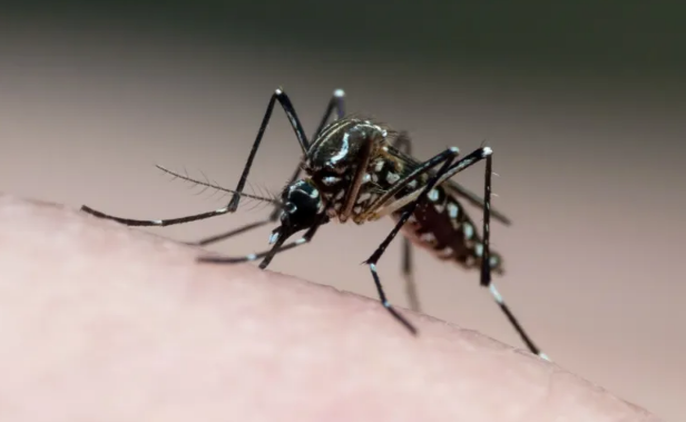 Urgente: Bahia registra oitava morte por dengue em 2024 | Portal Massa Urgente: Bahia registra oitava morte por dengue em 2024 | Portal Massa